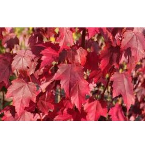 Red Maple Tree - Brandywine Maple -live Plant - 2.5” Tall Seedling Pot ...