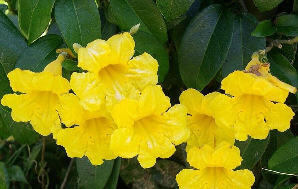 Yellow Bignonia Crossvine Plant - Rooted Starter Live Plant in Pot 2 ...