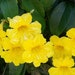 Yellow Bignonia Crossvine Plant - Rooted Starter Live Plant in Pot 2 ...