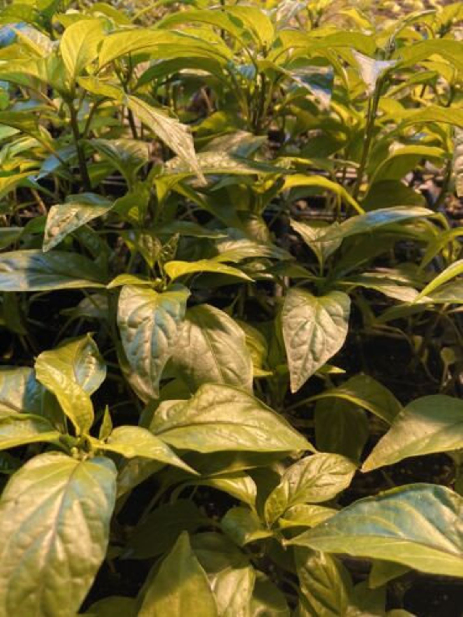 Lot of 3 JIMMY NARDELLO ITALIAN Sweet 75 Day+ Old Super Hot Pepper Live ...