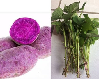 Purple Molokai Sweet Potato 5 Tip Cuttings/slips - Etsy