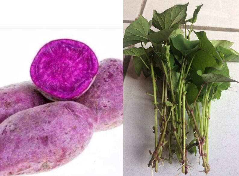 10 Purple Molokai Sweet Potato Slips - Cuttings Sweet Potato Plants ...