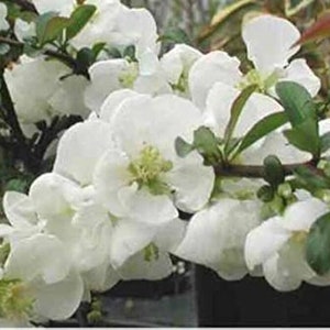 White Double Take Eternal Plant - Flowering Quince - Starter Live Plant ...