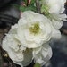 White Double Take Eternal Plant - Flowering Quince - Starter Live Plant ...