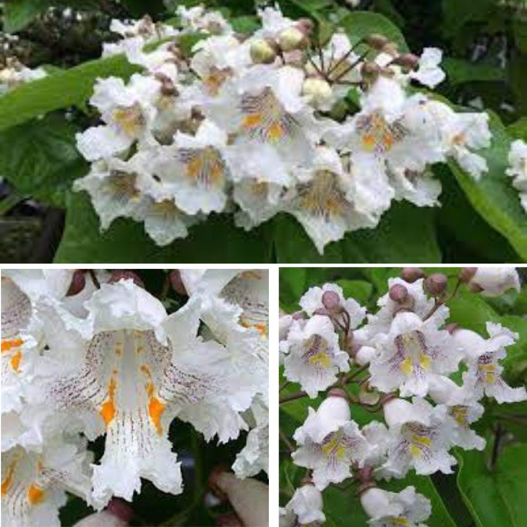 Northern Catalpa Tree Ship in Pot - Etsy