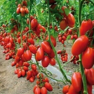 Lot of 3 Red Tomato Plants San Marzano Red Pear Shaped Tomato Live ...