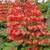 Red Maple Tree - Brandywine Maple -live Plant - 2.5” Tall Seedling Pot ...