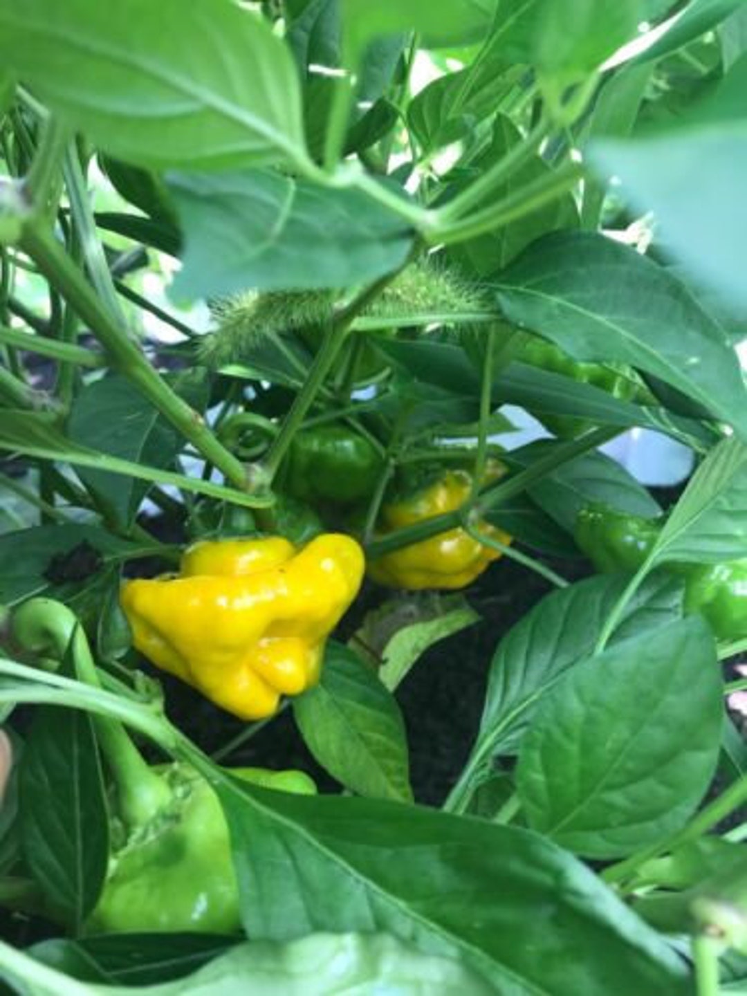 Lot of 3 Yellow Jamaican Scotch Bonnet 75 Day+ Old Super Hot Pepper ...