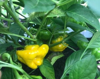 Jamaican Red Scotch Bonnet Pepper - Etsy