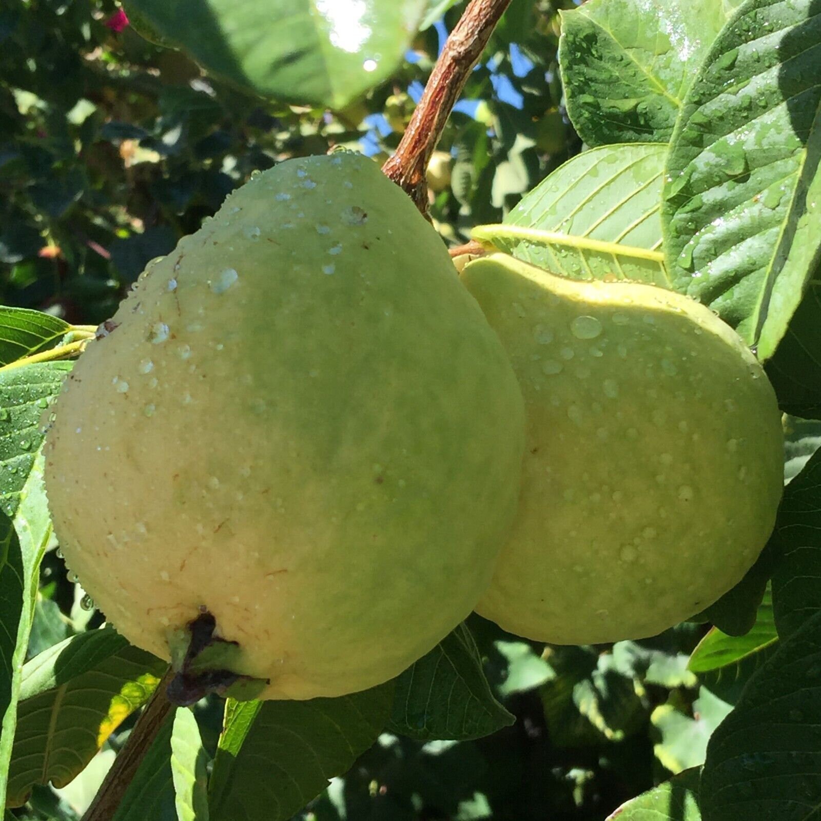 1 Cream White Tropical Guava Fruit Tree Psidium Guajava Tree App 10 ...