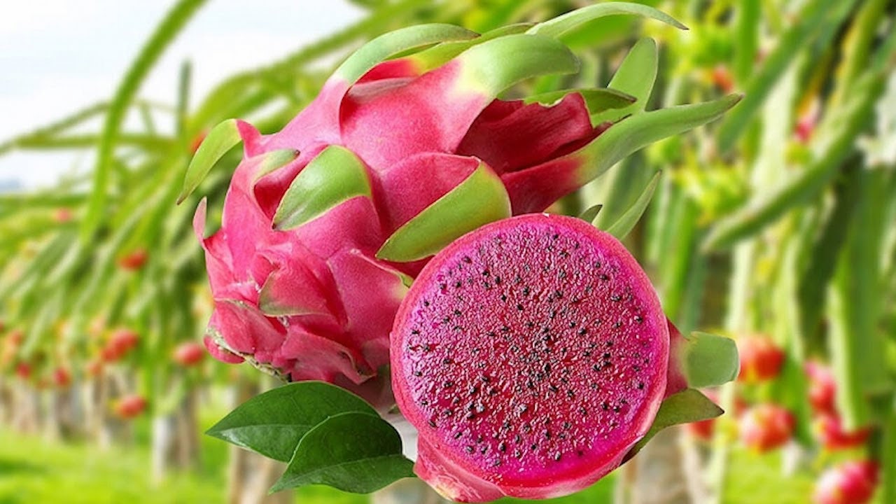 Red Dragon Fruit Tree