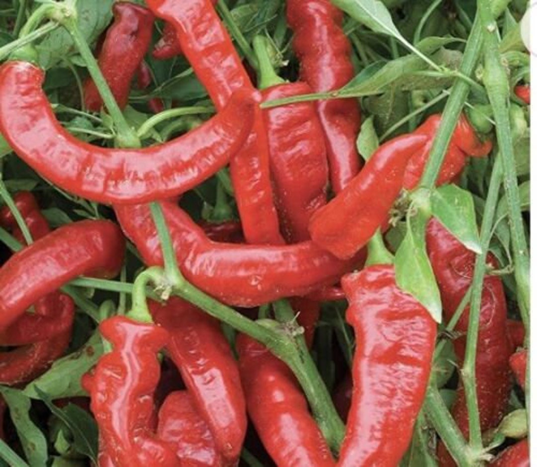 Lot of 3 JIMMY NARDELLO ITALIAN Sweet 75 Day+ Old Super Hot Pepper Live ...