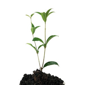 Apricot Echo Orange Tea Olive ( Osmanthus ) - Live Plant - Etsy