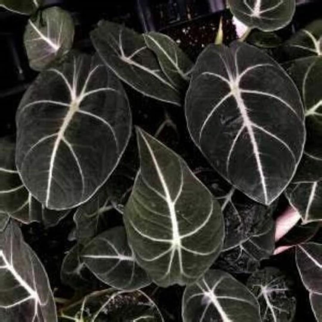 Black Velvet Elephant Ear Plants Alocasia Reginula rooted Starter Live ...