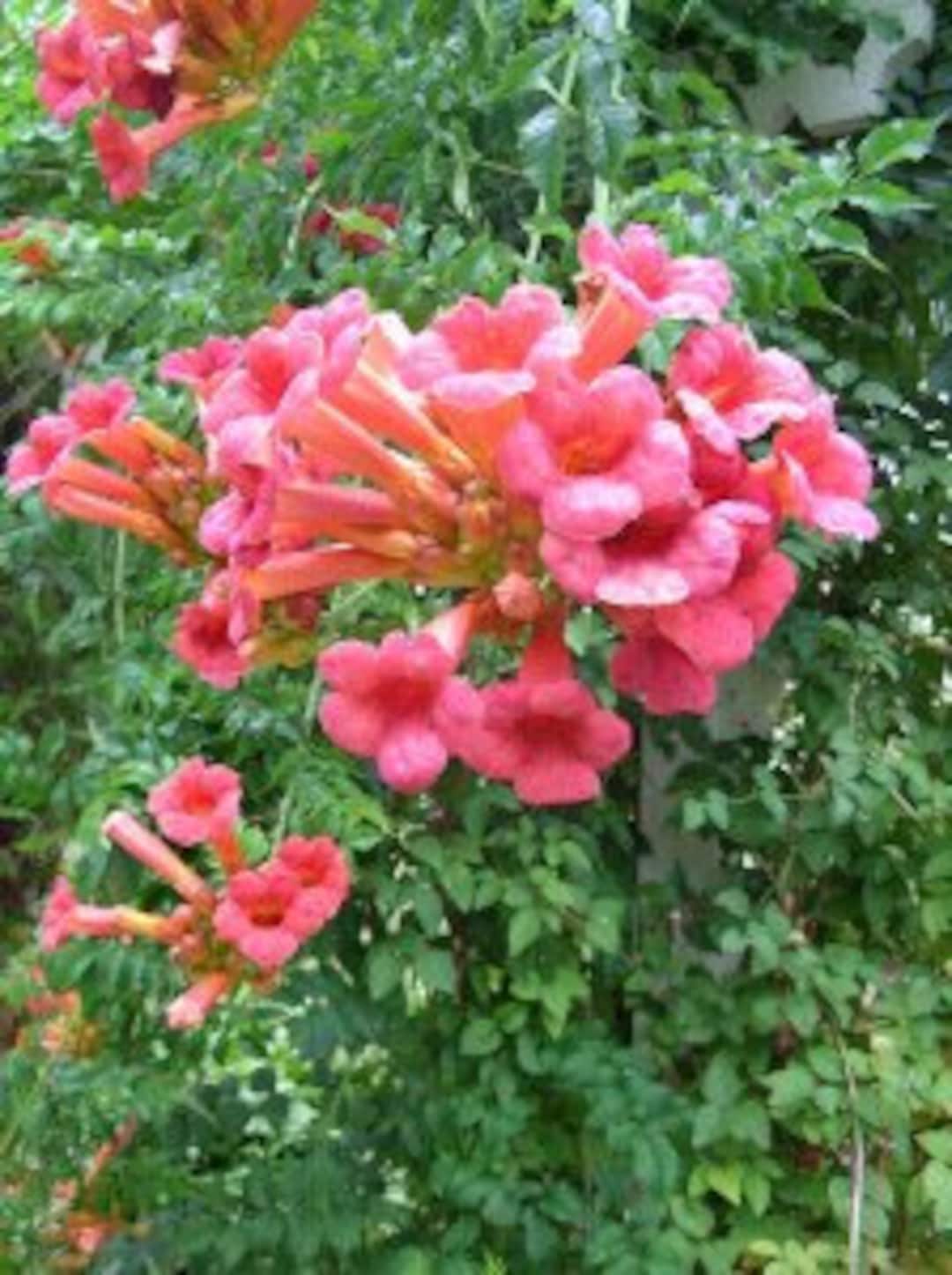 Pink Trumpet Vine Flamenco Plant - Campsis - Starter Live Plant in Pot - Etsy