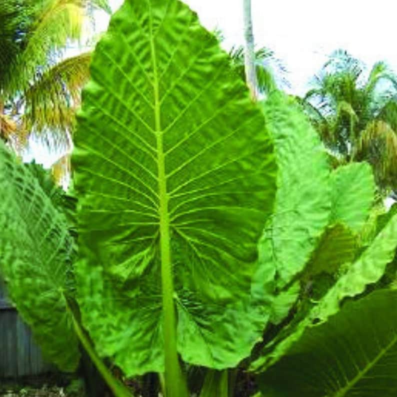 Borneo Giant Elephant Ear - Alocasia Macrorrhiza Elephant Ear - Huge ...