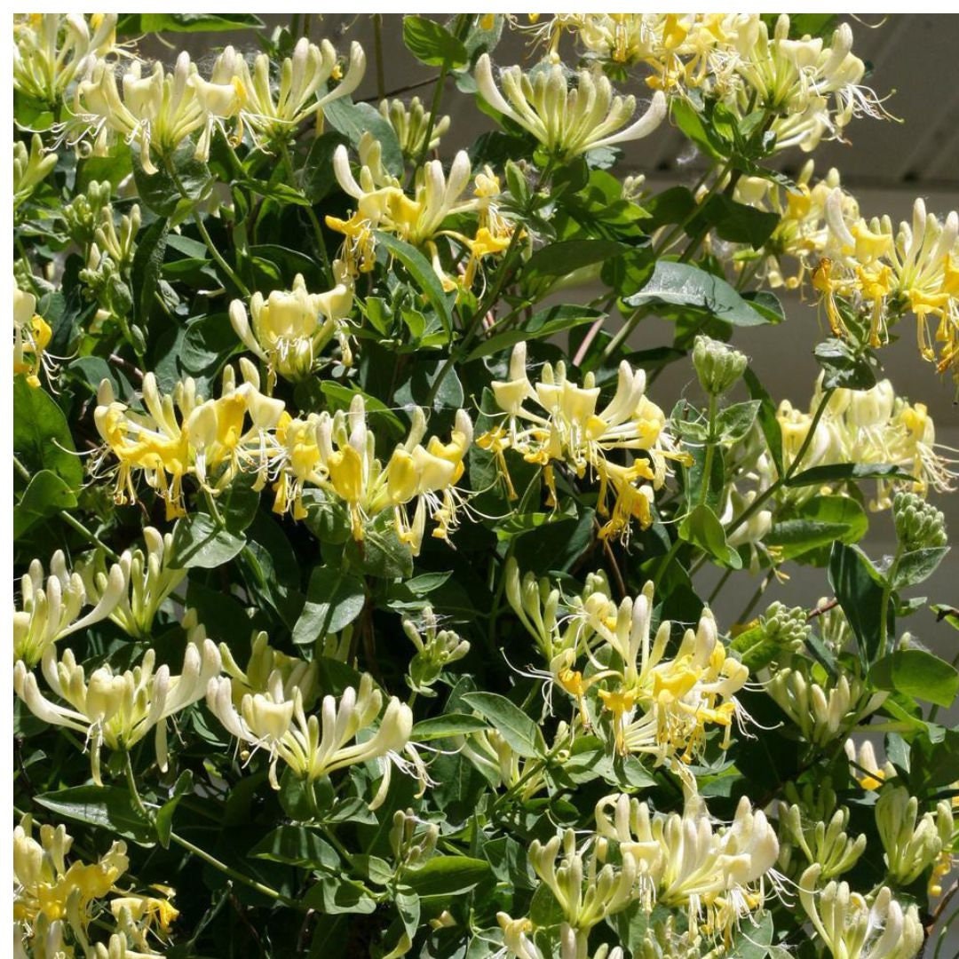 Yellow Lonicera Honeysuckle Vine Plant- Scentsation- Dutch Honeysuckle ...