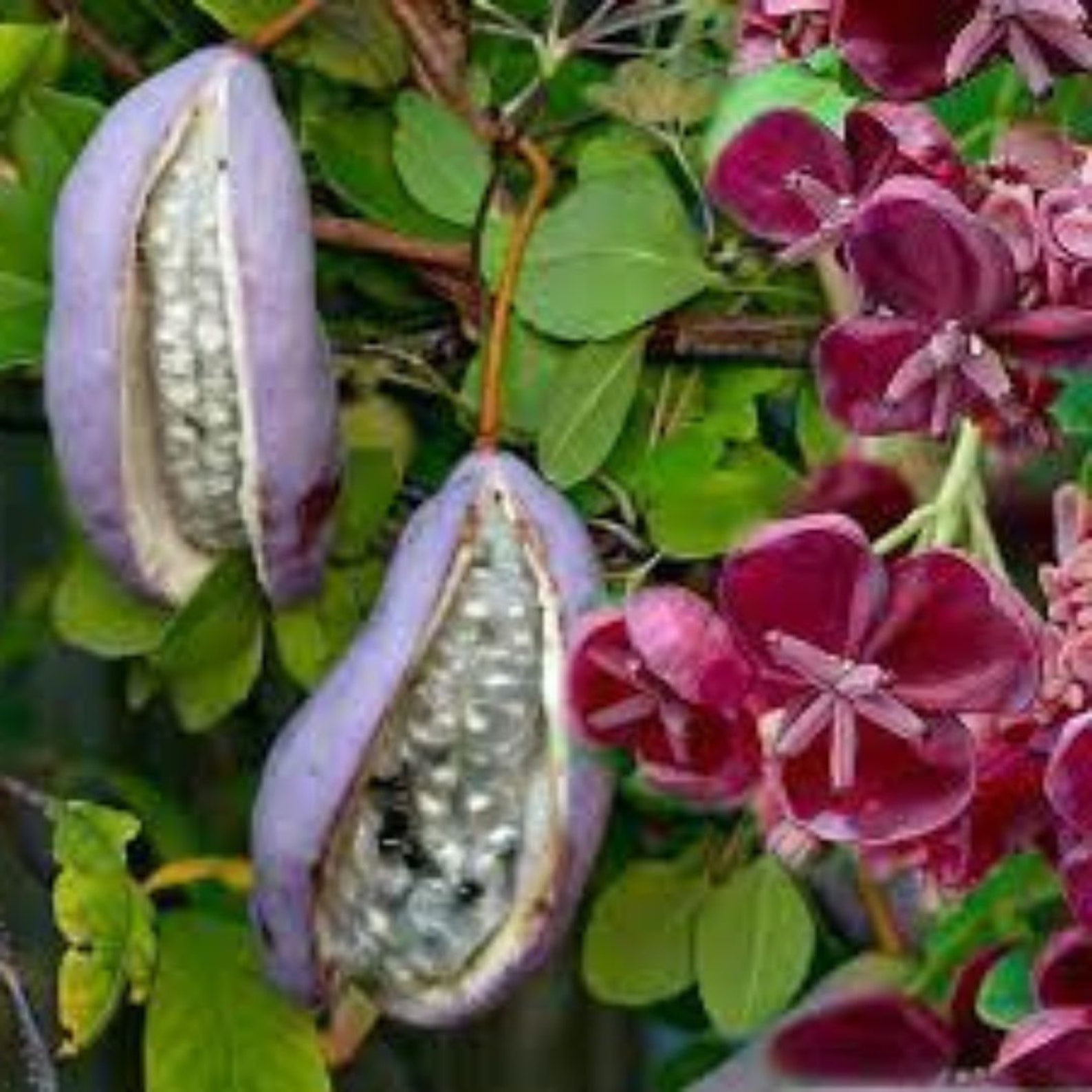 Chocolate Vine Plant , Akebia Quinata, Aka Five Leaf Akebia , Starter ...