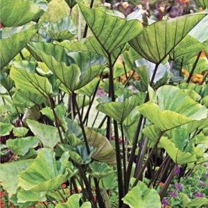 Colocasia Esculenta ‘tea Cup’ -elephant Ear Plant - LIVE Starter PLANT ...