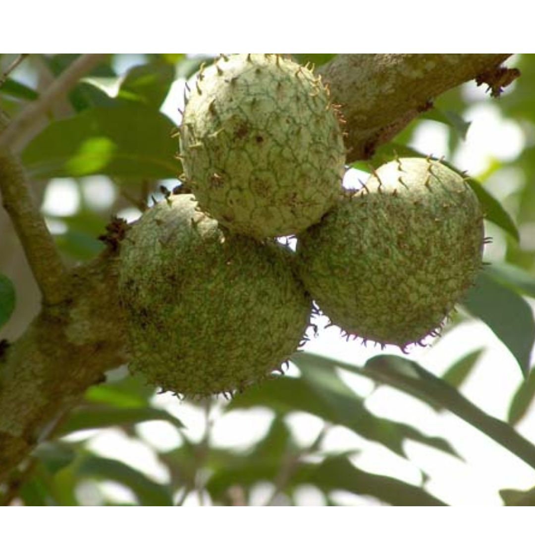 Soursop Annona Muricata Tree - Mountain Soursop Fruit Plant - Organic ...