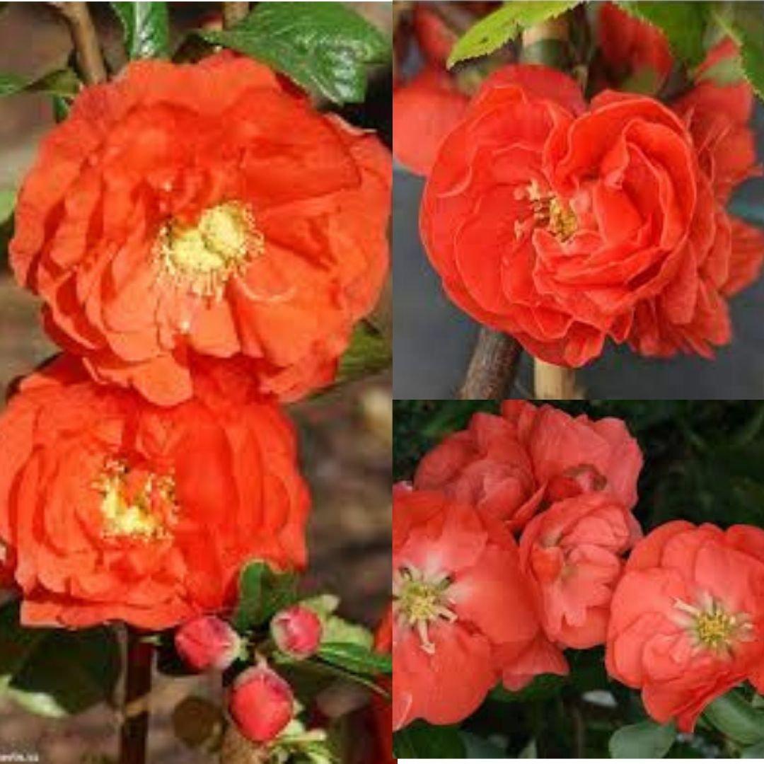 Orange Double Take Eternal Plant - Flowering Quince - Starter Live ...