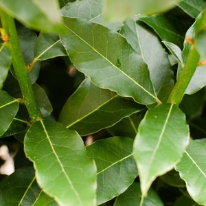 Bay Laurel - Bay Leaf Tree - Laurus Nobilis - Sweet Bay- Starter Live ...