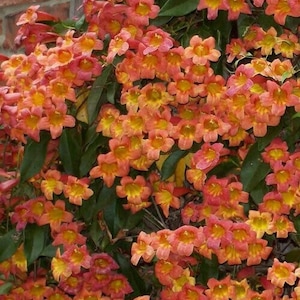 Orange Bignonia Crossvine Plant "tangerine Beauty" Crossvine- Rooted ...
