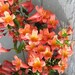 Orange Bignonia Crossvine Plant "tangerine Beauty" Crossvine- Rooted ...