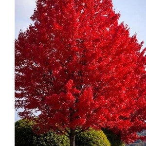Red Maple Plant 'october Glory'-live Starter Plant - Ship in Pot - Etsy