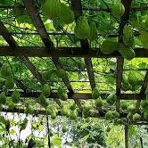 Chayote Squash With Pot Live Plant Ready to Plant - Etsy