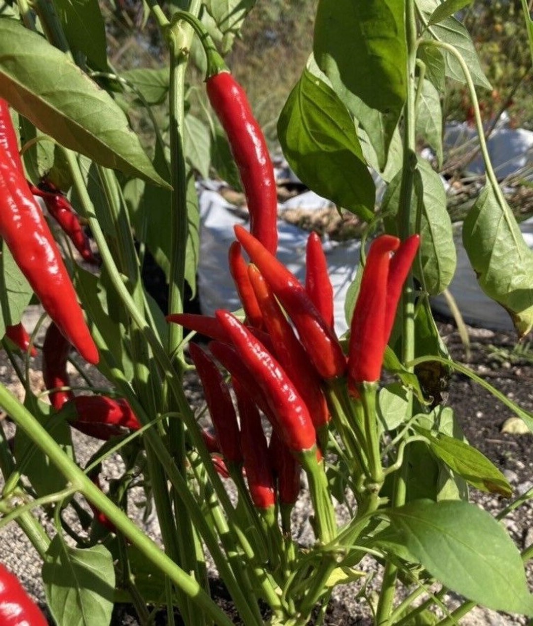 Lot of 3 Red Thai Drragon Pepper Live Plants - Super Hot Pepper Live ...
