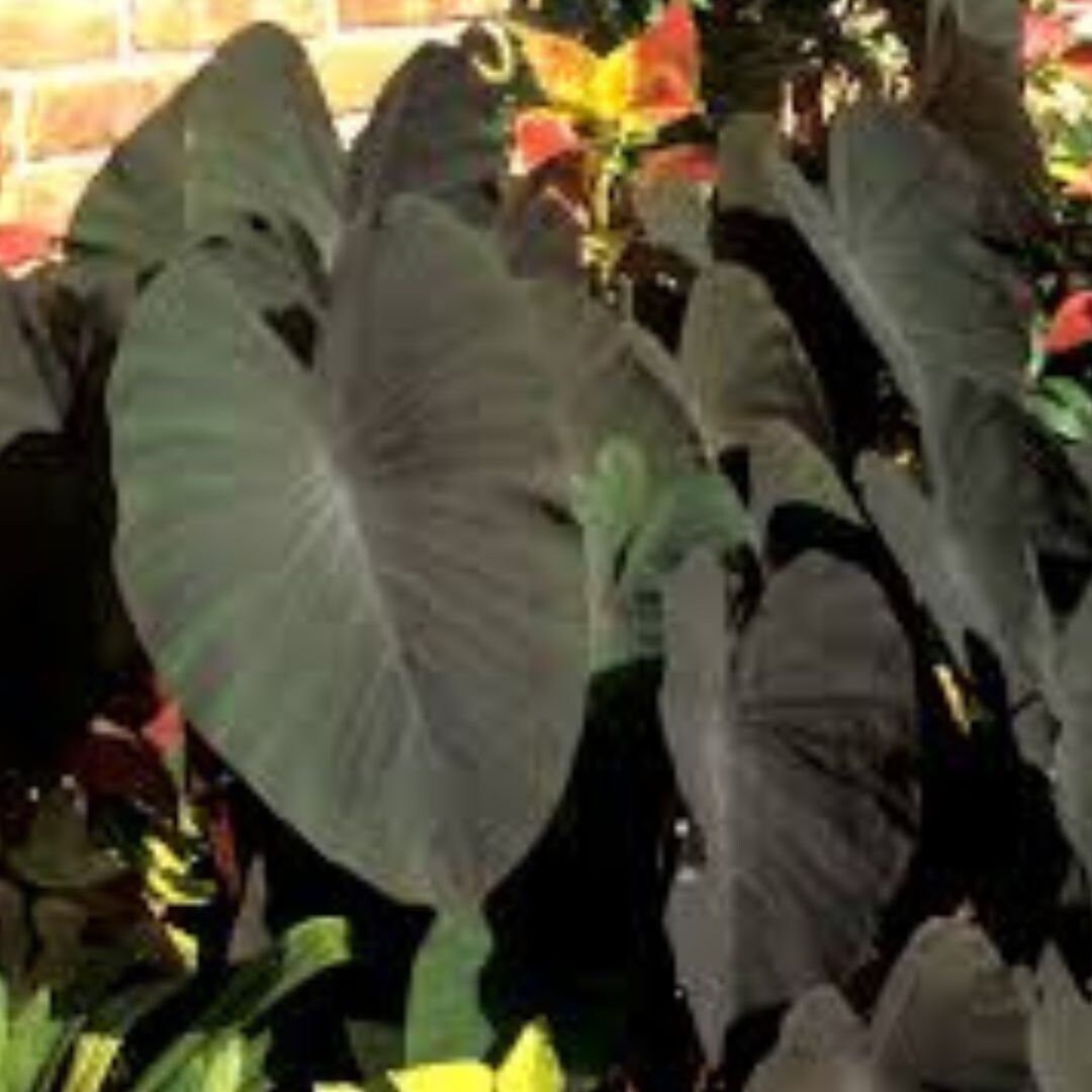 Black Elephant Ear Plant-colocasia Esculenta Black Magiic Live Plant ...