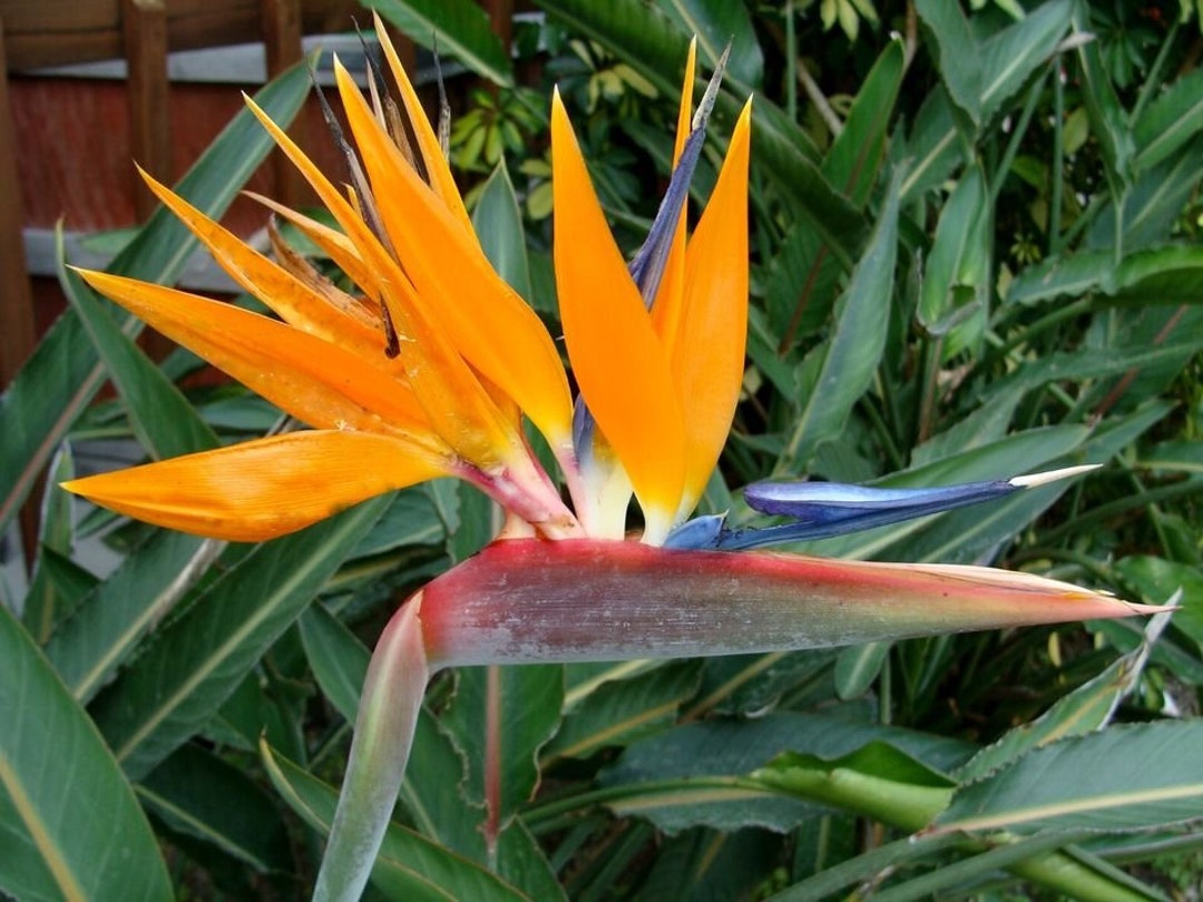 Orange Bird of Paradise- Strelitzia Reginae- Live Rooted Plant in Pot ...