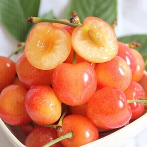 Yellow Cherry Tree - Jamaican Cherry Tree Muntingia Calabura - Starter ...