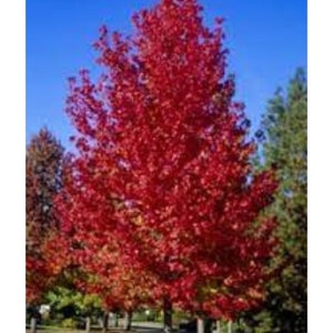 Sweet Gum Tree -live Plant Ship in Pot - 2.5” Tall - Etsy