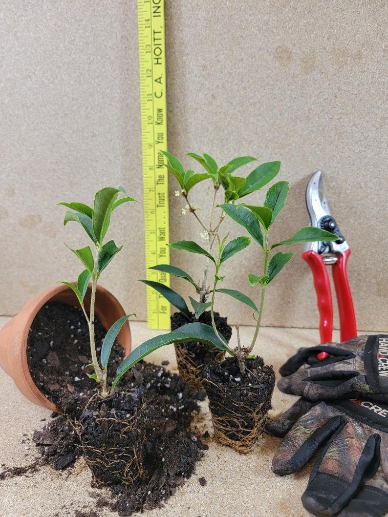 Fudingzhu Fragrant Tea Olive Osmanthus Starter Plant - Etsy