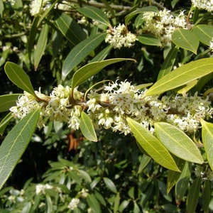 Fudingzhu Fragrant Tea Olive ( Osmanthus ) - Starter Plant - Etsy