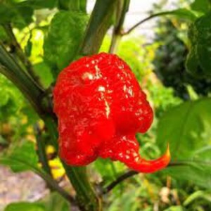 Lot of 3 Carolina Reaper Super Hot Pepper Live Plant (75+ Days Old ...