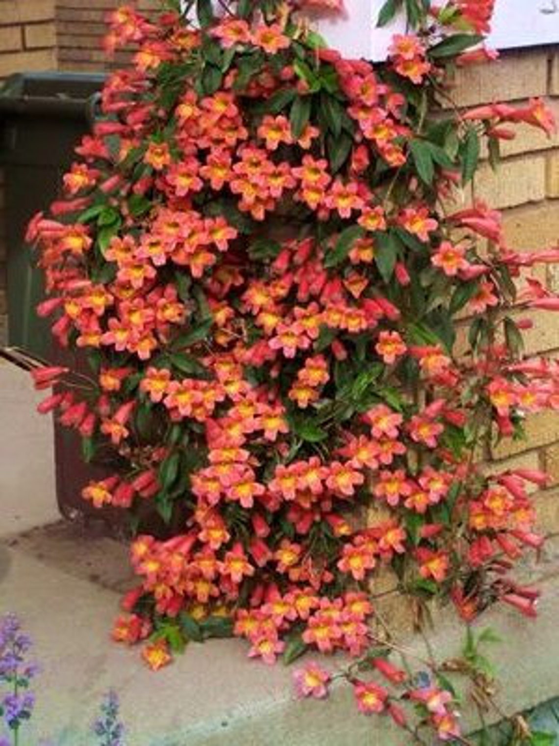 Orange Bignonia Crossvine Plant "tangerine Beauty" Crossvine- Rooted ...