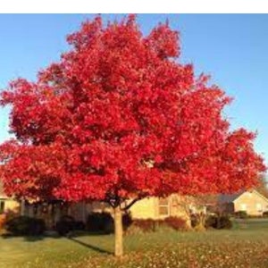 Red Maple Plant 'october Glory'-live Starter Plant - Ship in Pot - Etsy