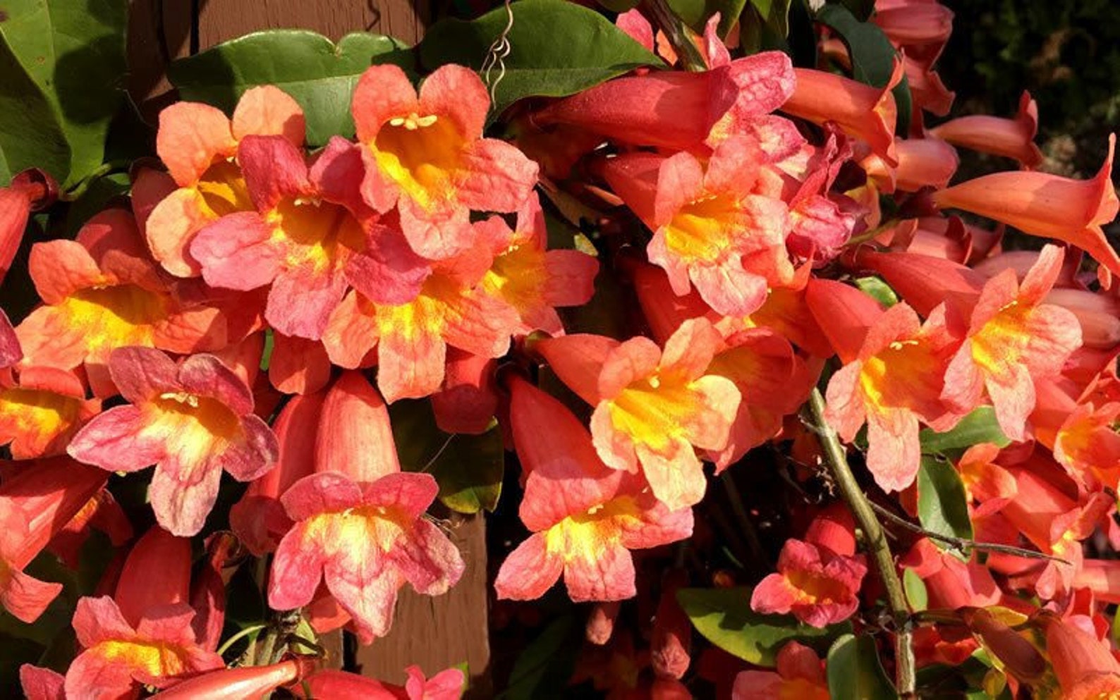 Orange Bignonia Crossvine Plant "tangerine Beauty" Crossvine- Rooted ...