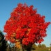 Red Maple Plant 'october Glory'-live Starter Plant - Ship in Pot - Etsy