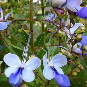 Blue Clerodendrum Wings Plant Blue Butterfly Bush Rooted Starter Plant ...