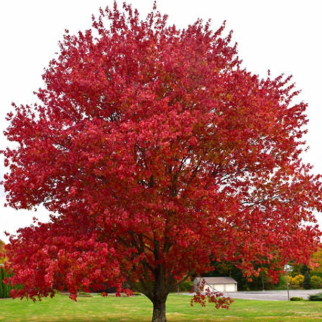 Red Maple Tree -native Red Maple -live Plant - Ship in Pot 2.5” Tall - Etsy