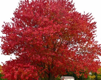Native Red Maple 2.5 Pot - Etsy