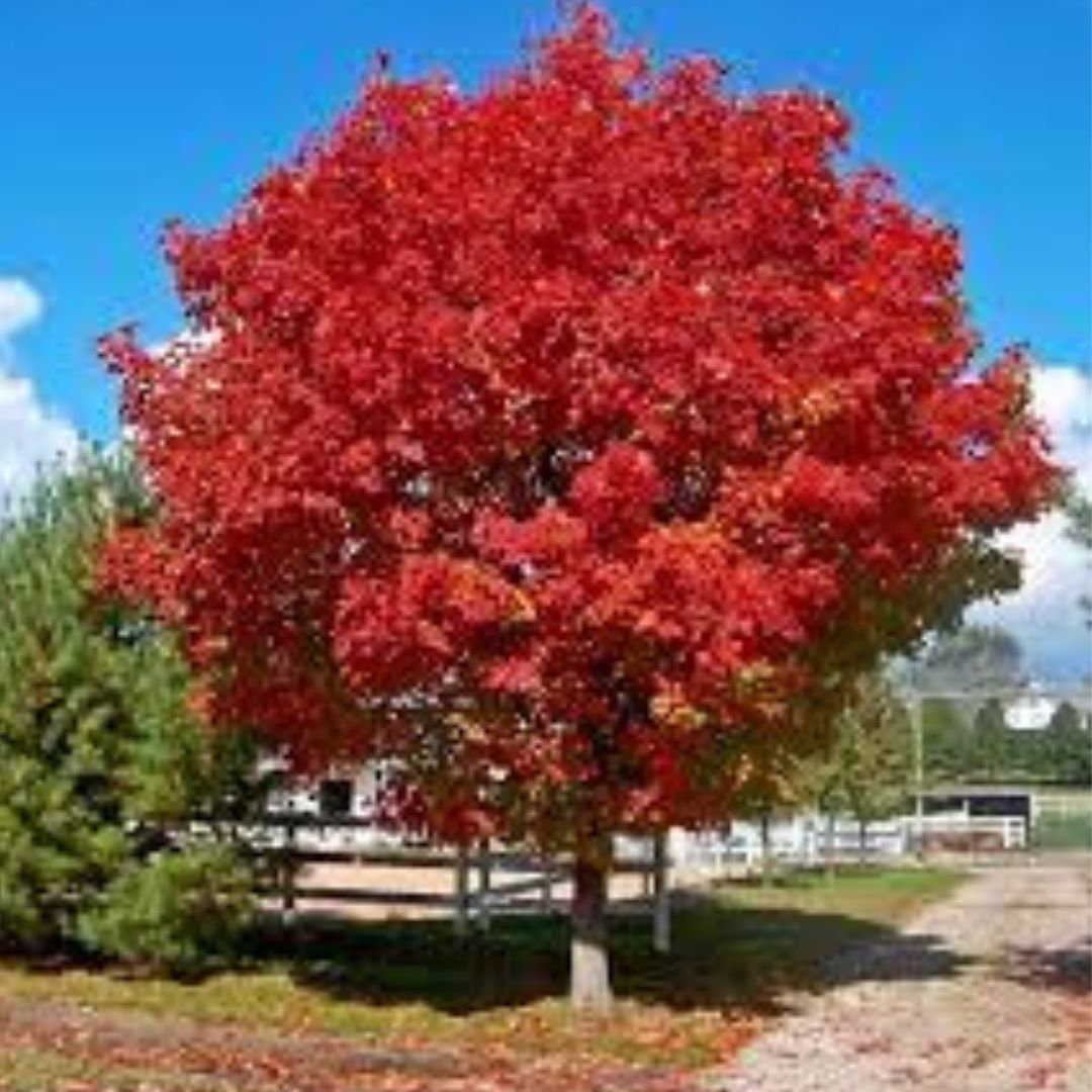 Red Maple Tree - Red Sunset Maple Live Plant - 6-12" Tall - Ship Bare ...