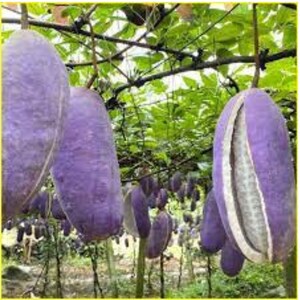 Chocolate Vine Plant , Akebia Quinata, Aka Five Leaf Akebia , Starter ...