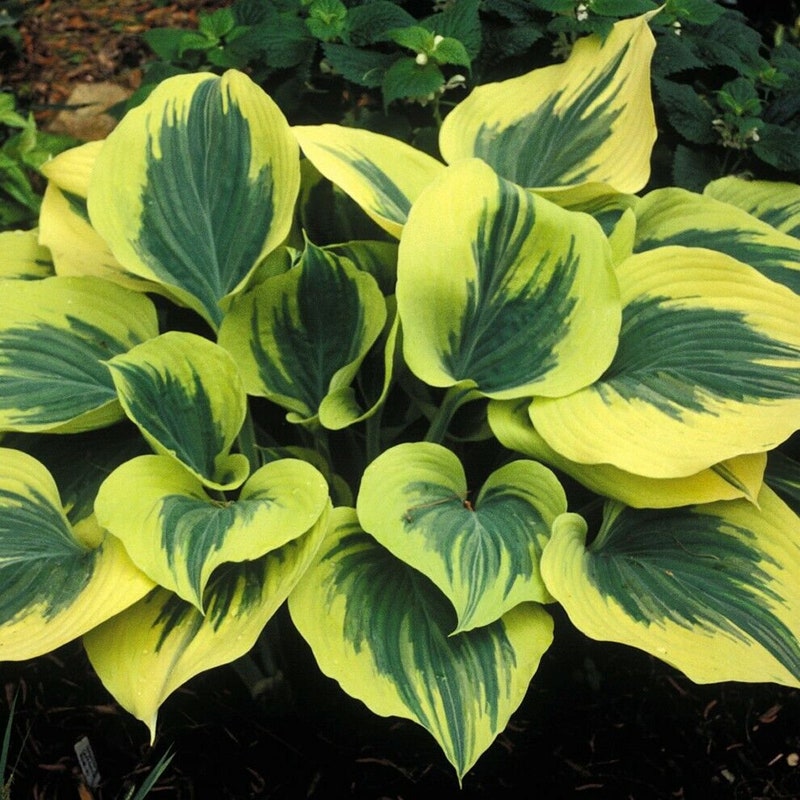 Hosta - Etsy