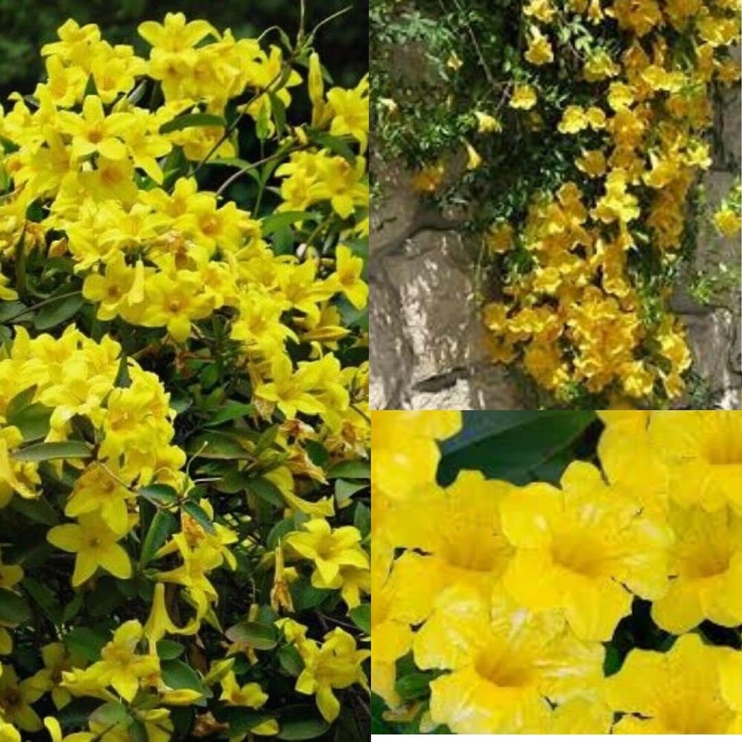 Yellow Bignonia Crossvine Plant Rooted Starter Live Plant in Pot 2 to 6 ...