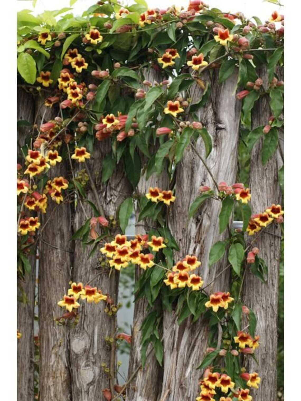 2 Yellow Tangerine Beauty Bignonia Crossvine Vines Plant - Bignonia ...